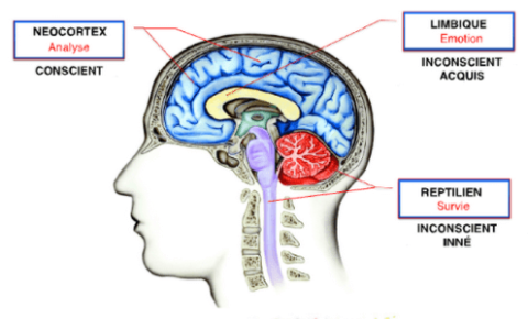 Neuroscience - Y'a K Mieux-Être Ι Détachement Émotionnel Express